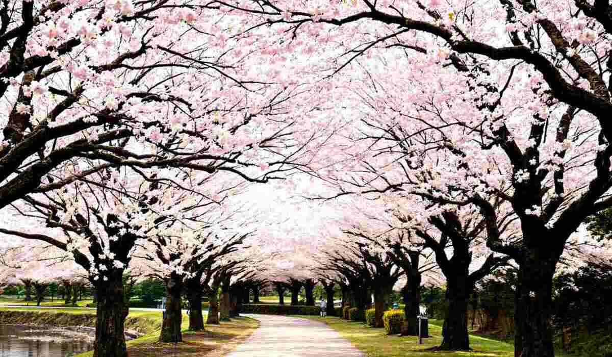 Flower Forest Collection: Infusing the Spirit of Spring into Your ...